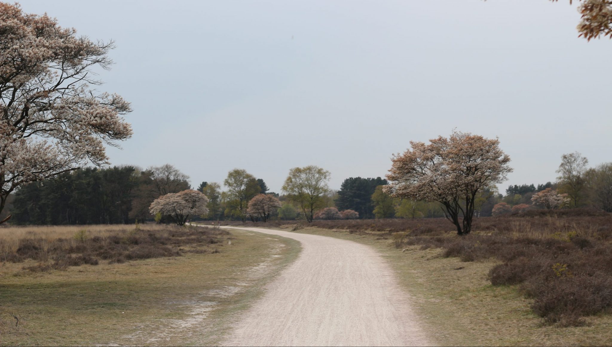 De mooiste fietsroutes van Nederland: door zoveel mogelijk bossen ...