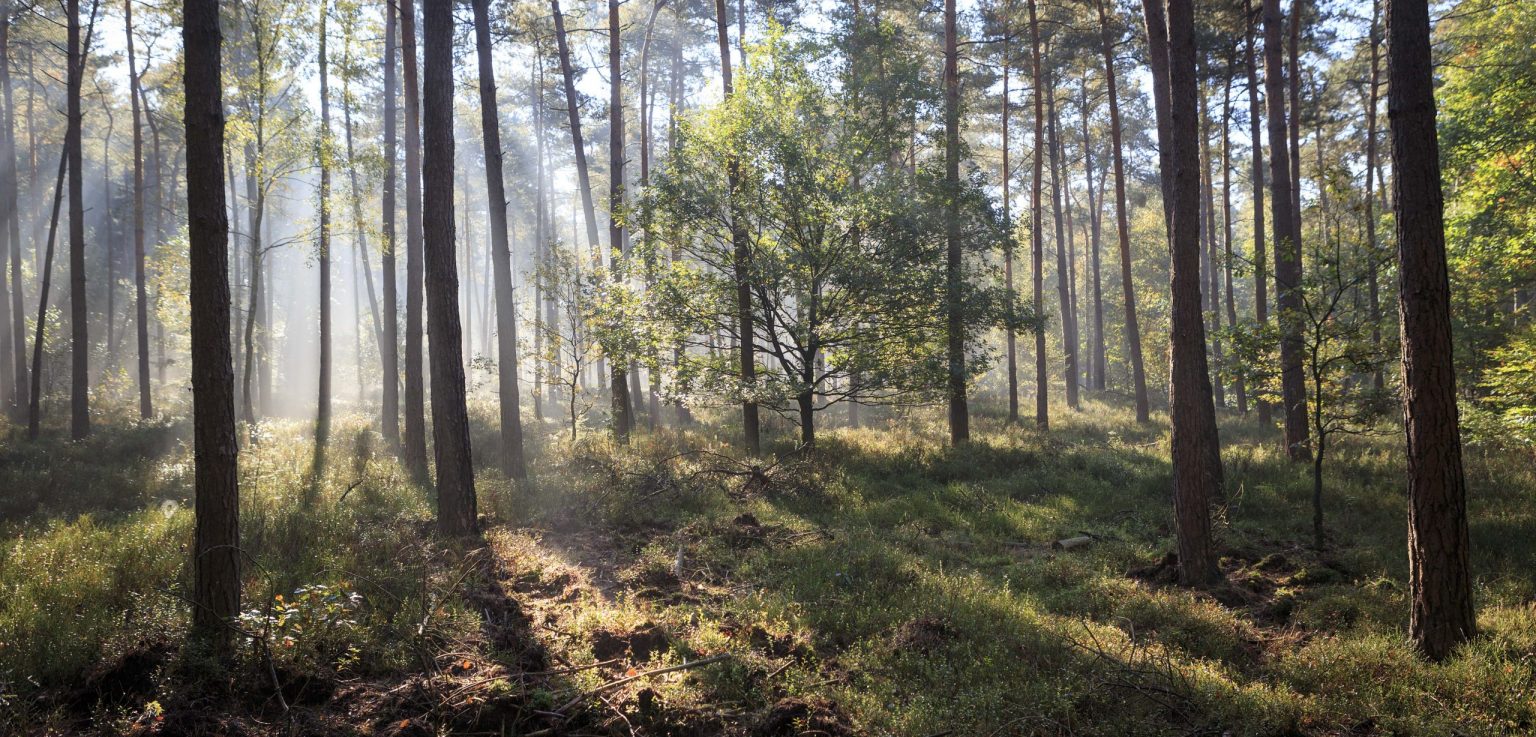 De mooiste fietsroutes van Nederland: door zoveel mogelijk bossen ...